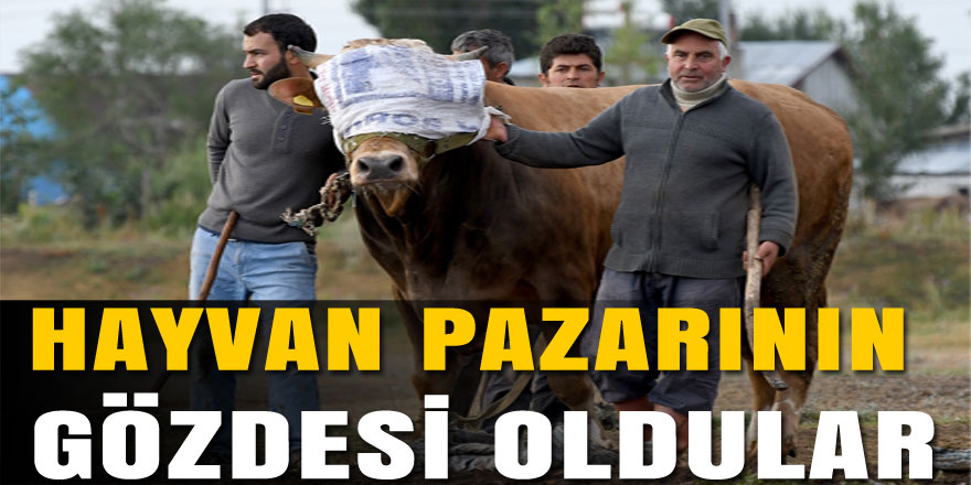 "Ceylan" ve "Akın" hayvan pazarının gözdesi oldular